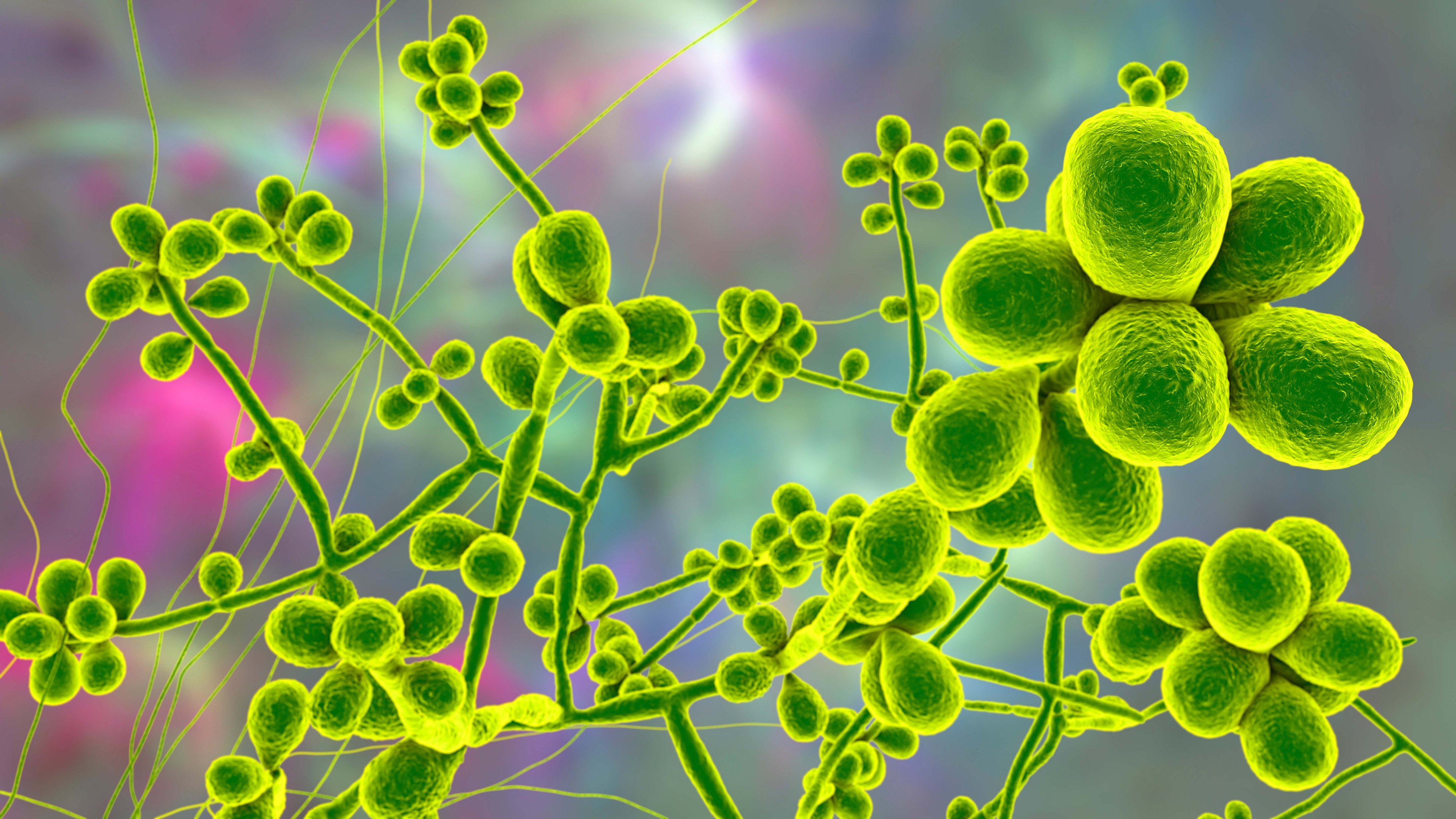 2024 WVC Annual Conference - It's Time To Vet Differently